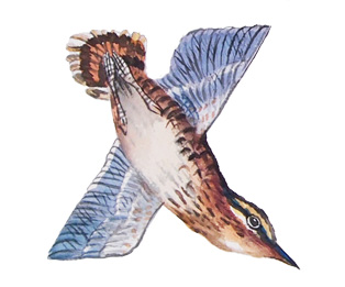 Alphabirds Poster: fun alphabet poster for bird lovers of all ages